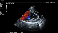 X-rays, Ultrasound and CT scans for dogs and cats 7 days a week ...