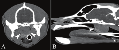 CT scans for dogs and cats 7 days a week | Advanced Vet Care Lane Cove