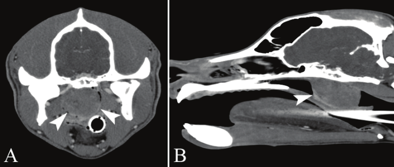 CT scans for dogs and cats 7 days a week | Advanced Vet Care Lane Cove