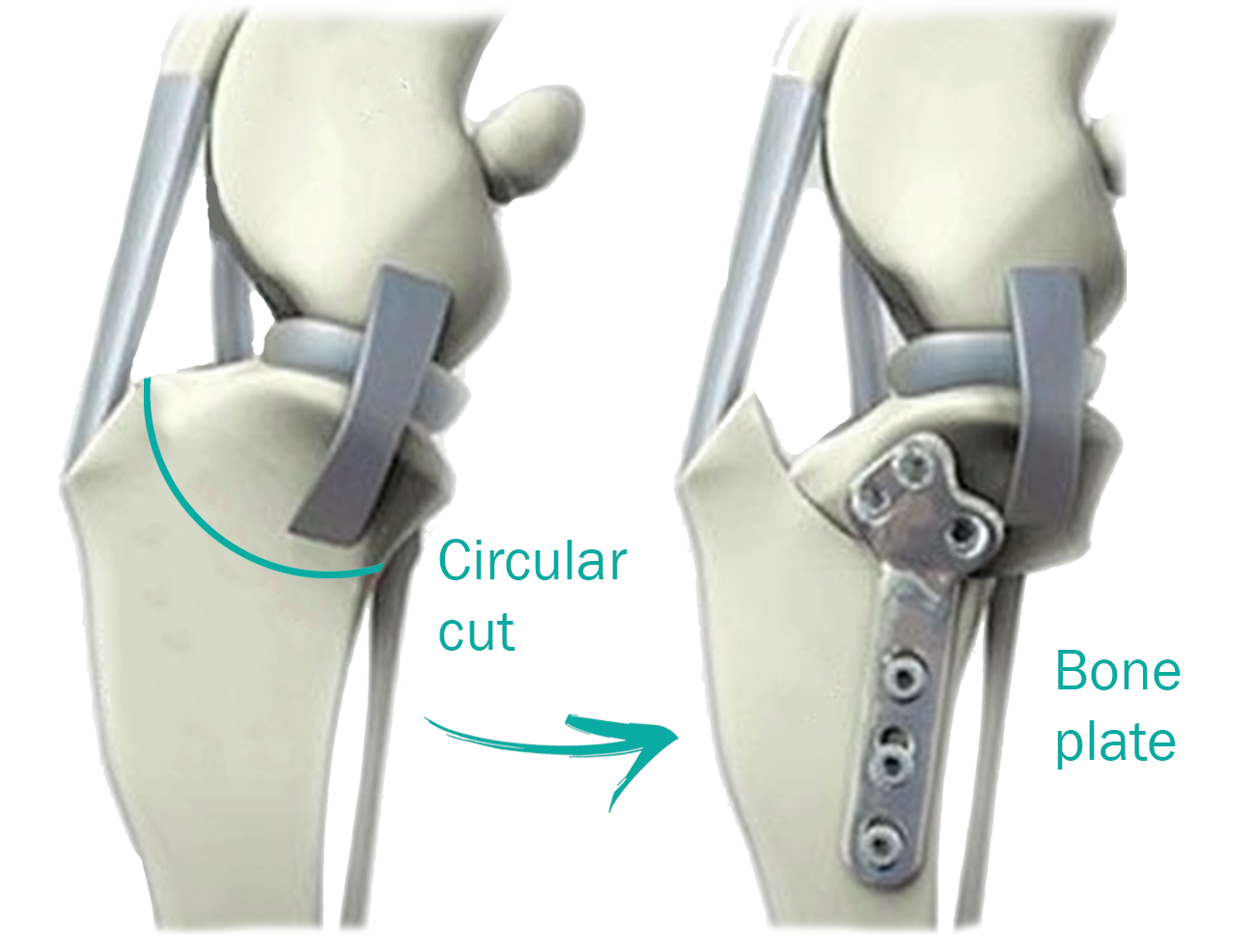 An Orthopaedic Vet's Guide to Cruciate Surgery in Dogs | Advanced Vet ...